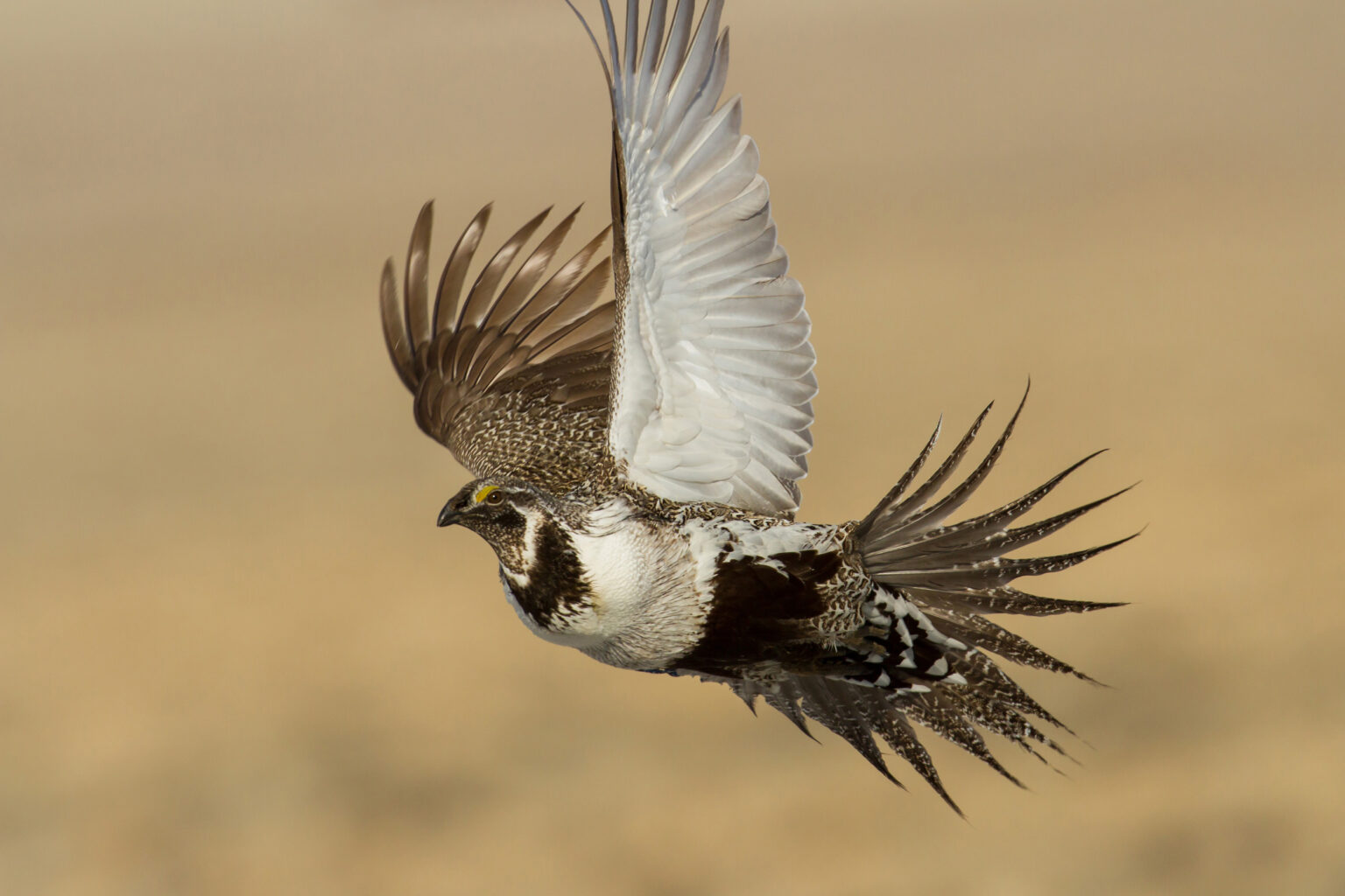 Can the Greater Sage-Grouse Be Kept Off the Endangered Species List ...