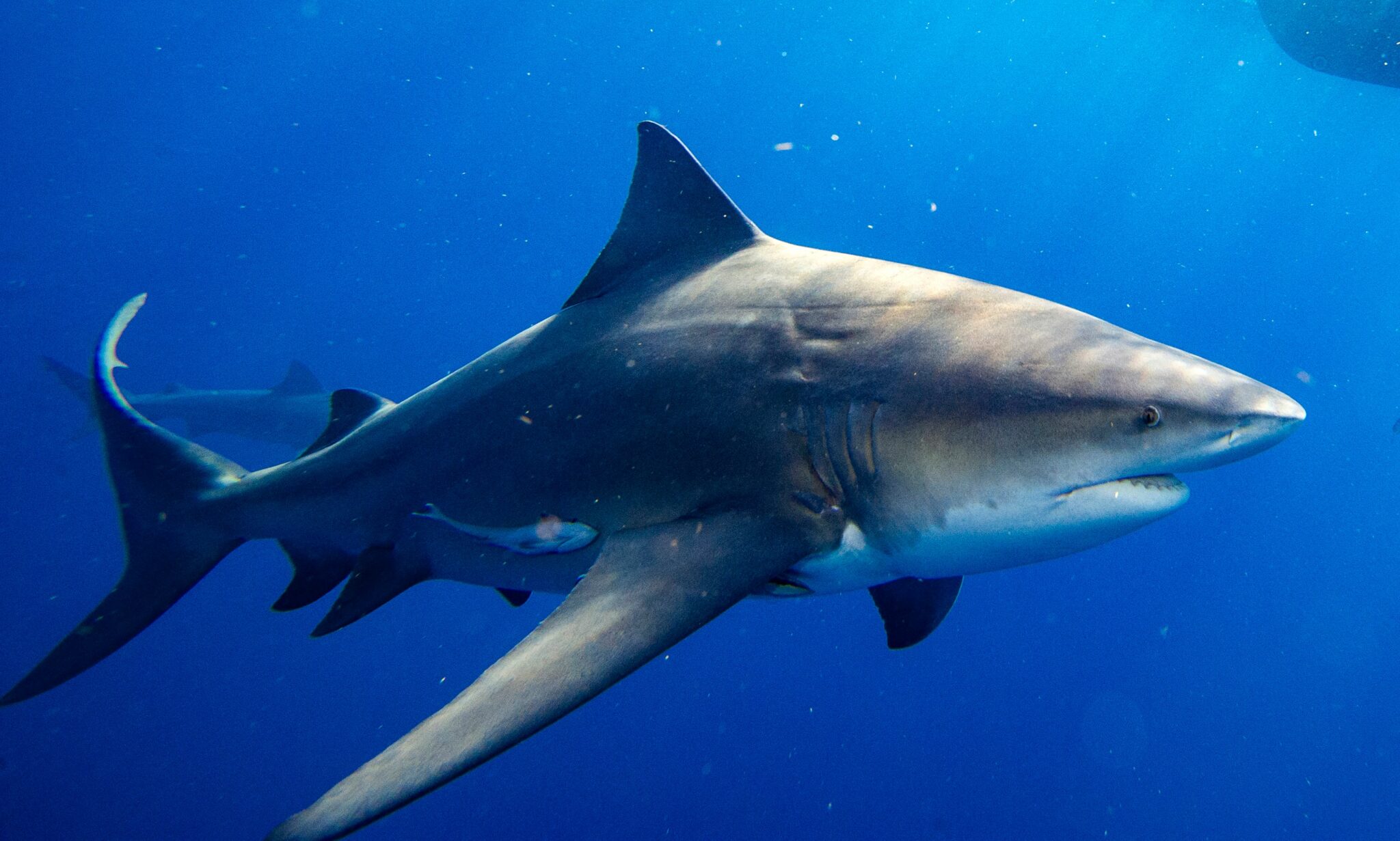 The World’s Sharks Face a Gauntlet of Threats From Marine Heatwaves—and ...