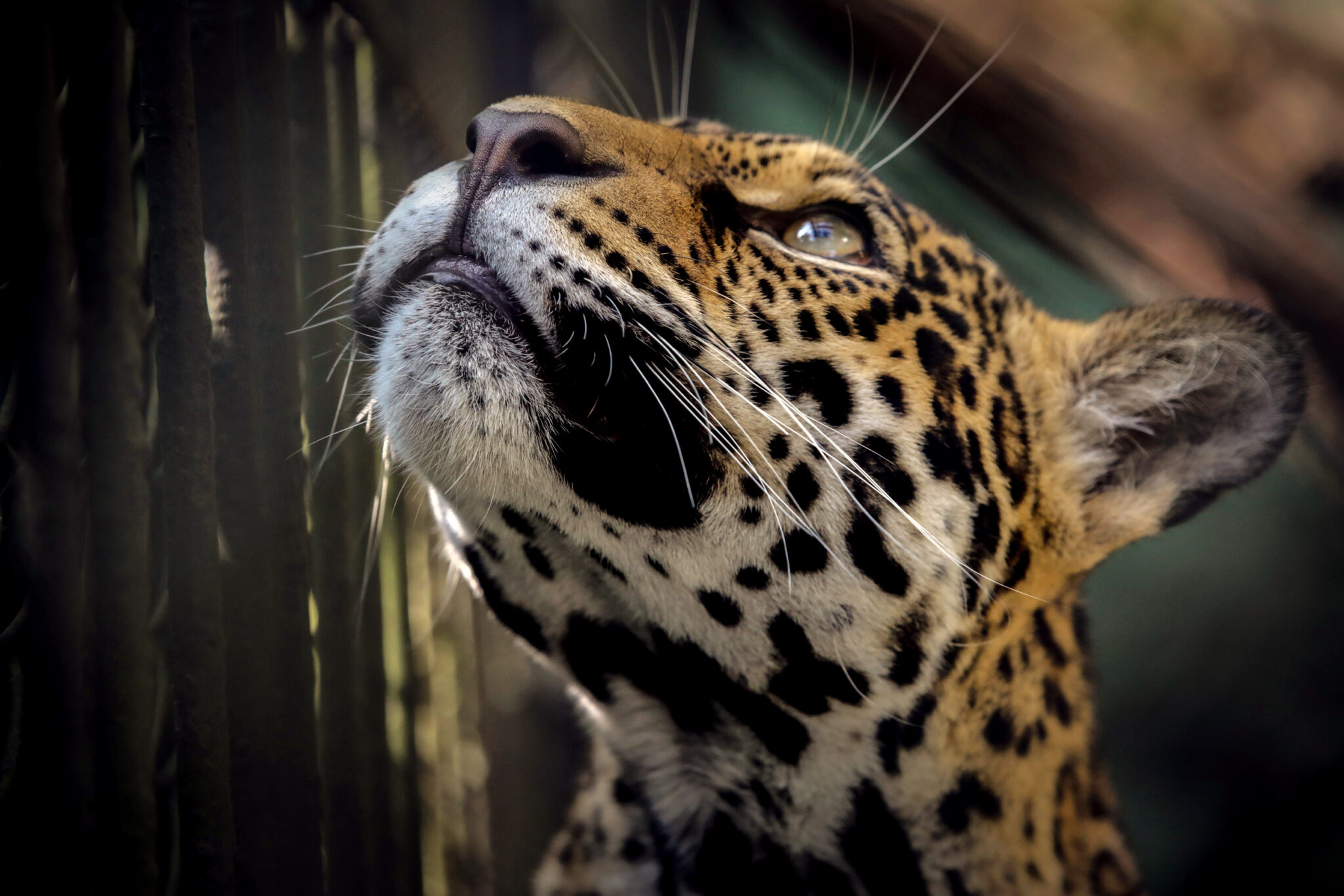 Jaguars, Macaws and Tropical Dry Forest Have a Right To Exist, a ...