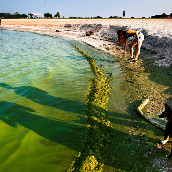 Aggressive Algae Bloom Clogged Water System, Prompting Boil Water ...