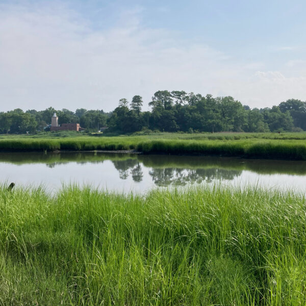 New York City’s Marshes, Resplendent and Threatened - Inside Climate News
