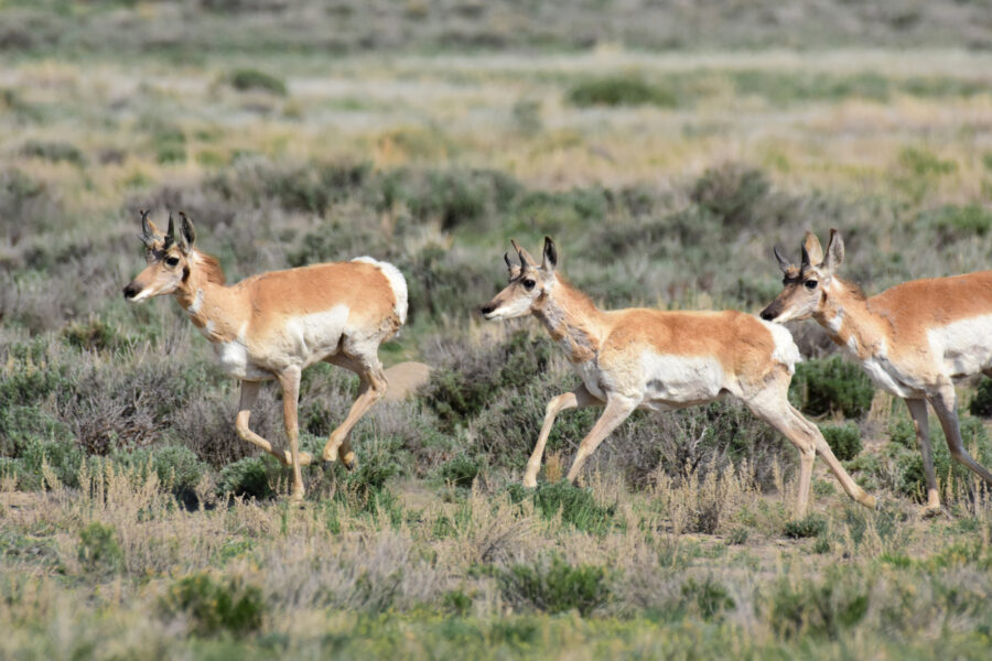 Pronghorn Antelope Migration Stock Photo Of Pronghorns (Antilocapra