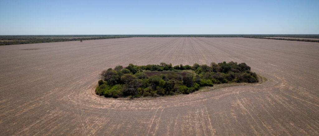 Fighting for the Native Forest of the Gran Chaco in Argentina - Inside ...
