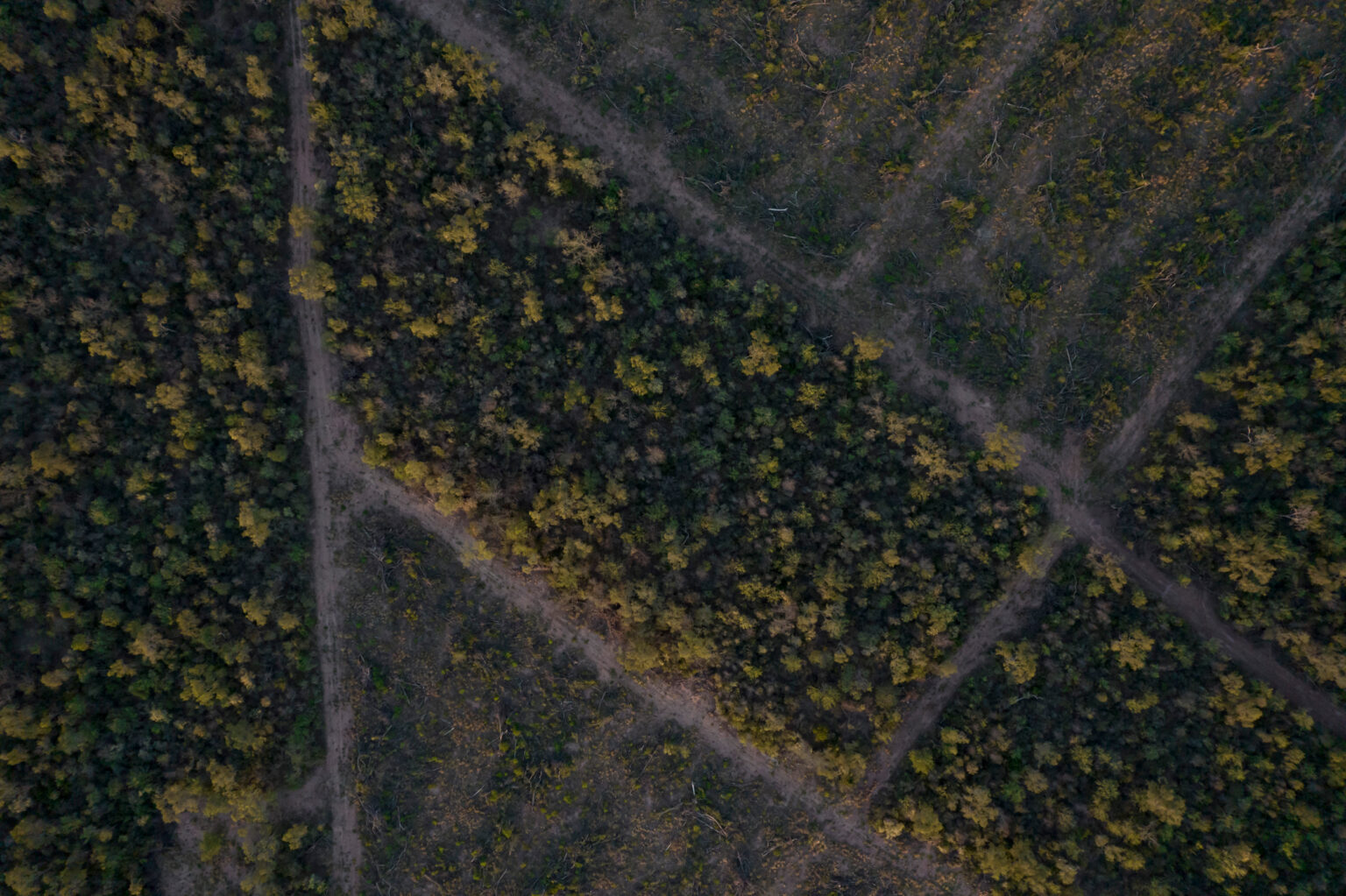 Fighting for the Native Forest of the Gran Chaco in Argentina - Inside ...