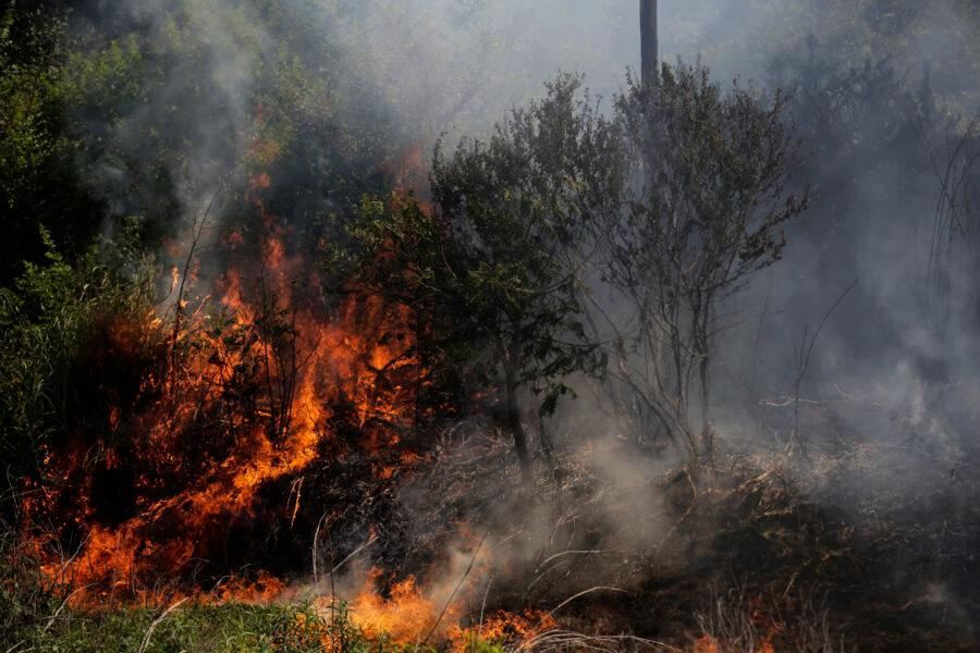 Fighting for the Native Forest of the Gran Chaco in Argentina - Inside ...