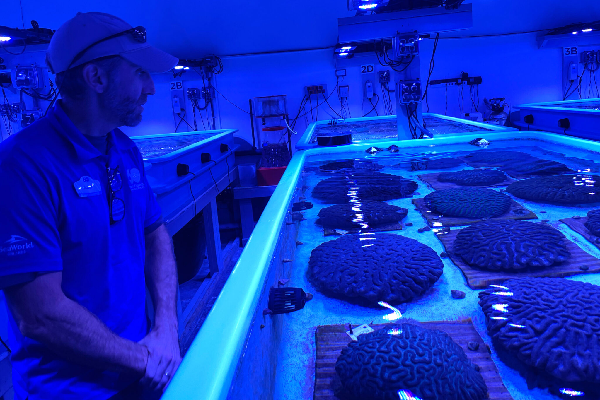For Florida Corals, Unprecedented Marine Heat Prompts New Restoration ...