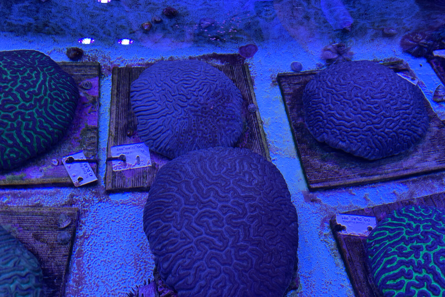 For Florida Corals, Unprecedented Marine Heat Prompts New Restoration ...