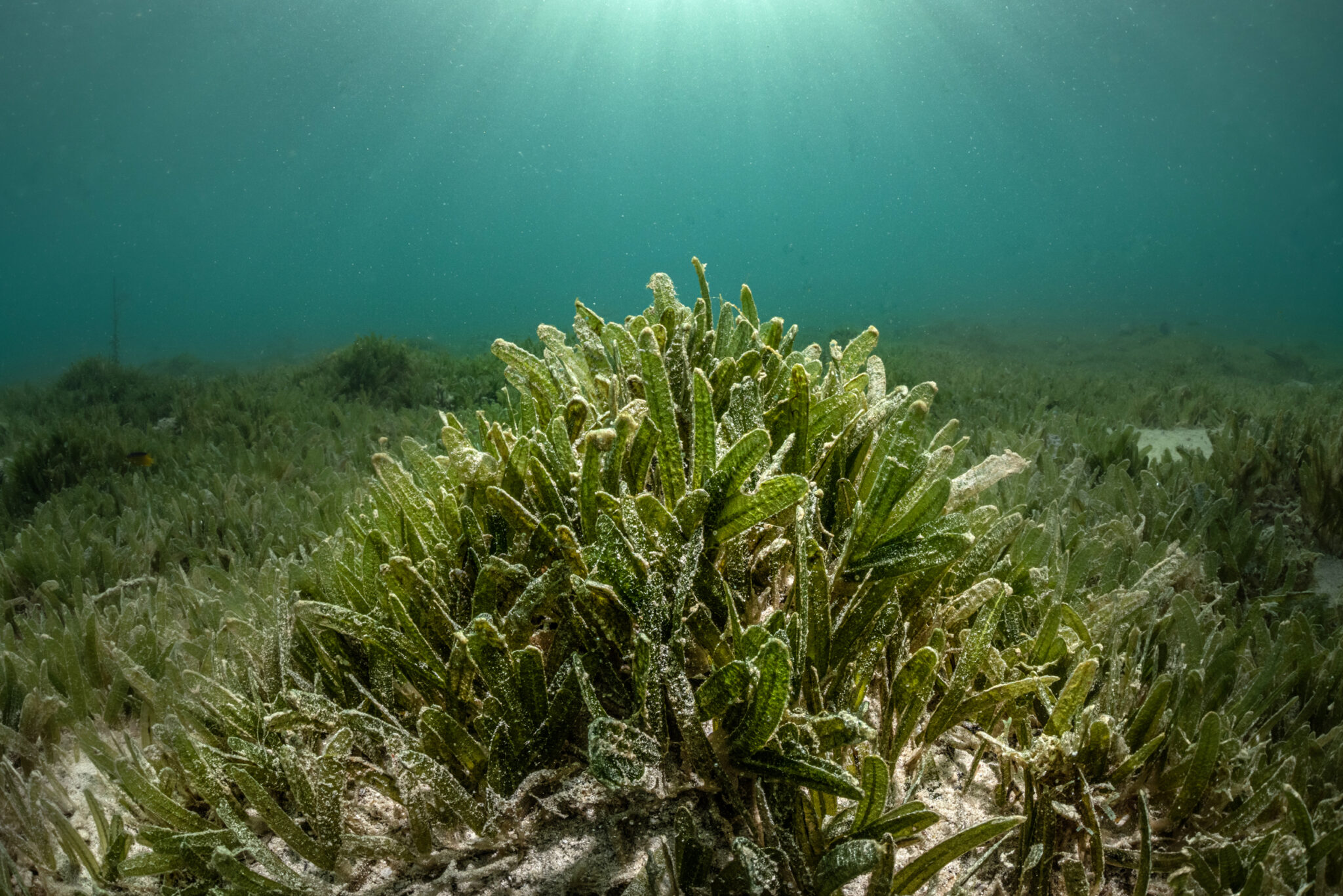 The Seagrass Species That Is Not So Slowly Taking Over the World ...