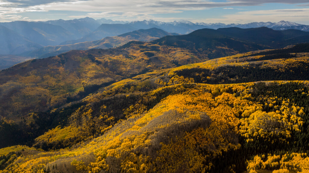 What Conservation Coalitions Have Learned from an Aspen Tree - Inside ...
