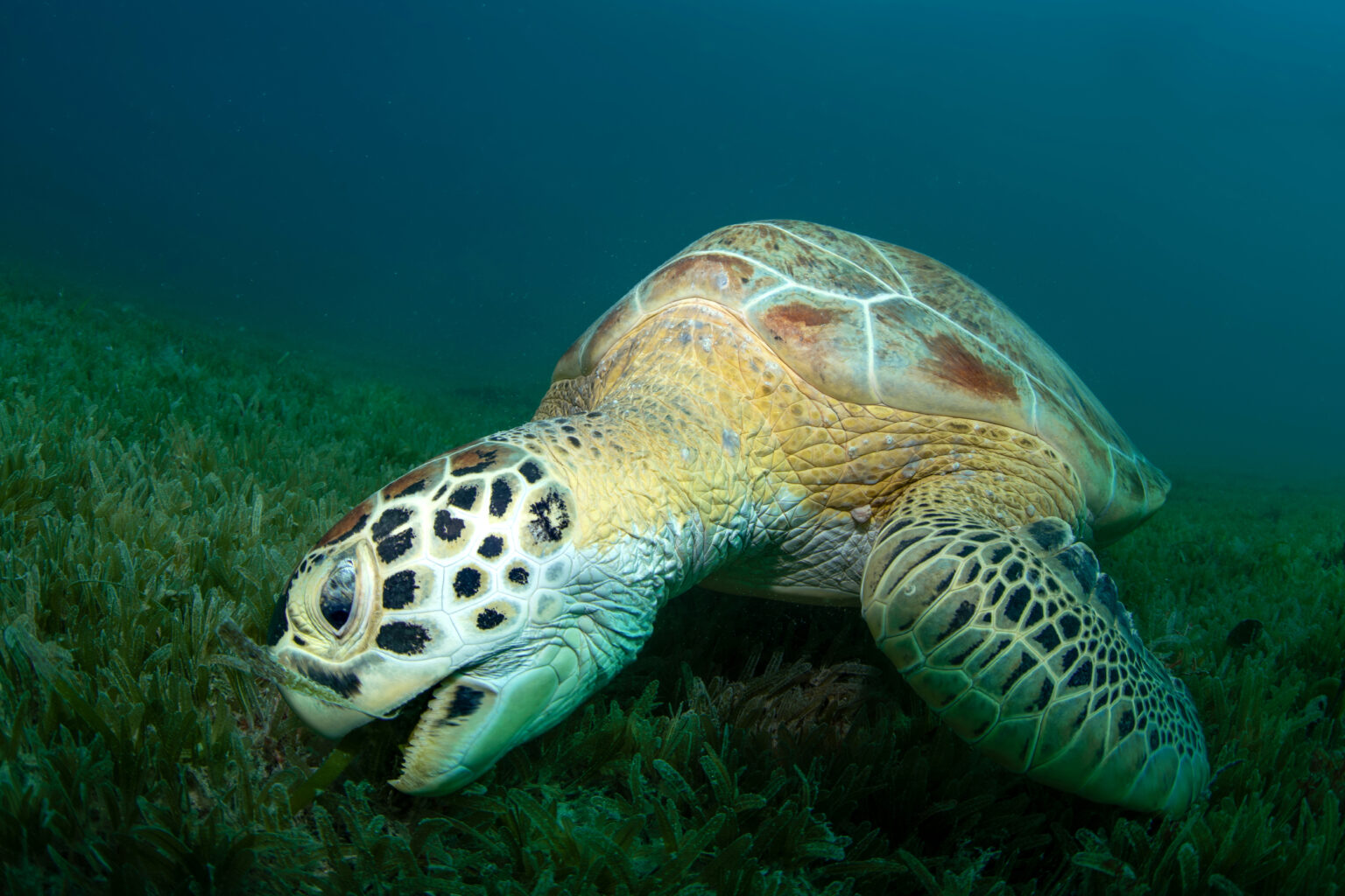 The Seagrass Species That Is Not So Slowly Taking Over the World ...