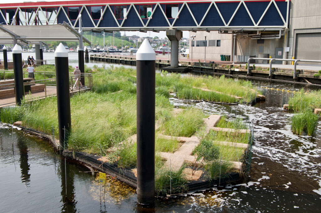 Baltimore Is Investing in Wetlands Restoration, a Climate Line of ...