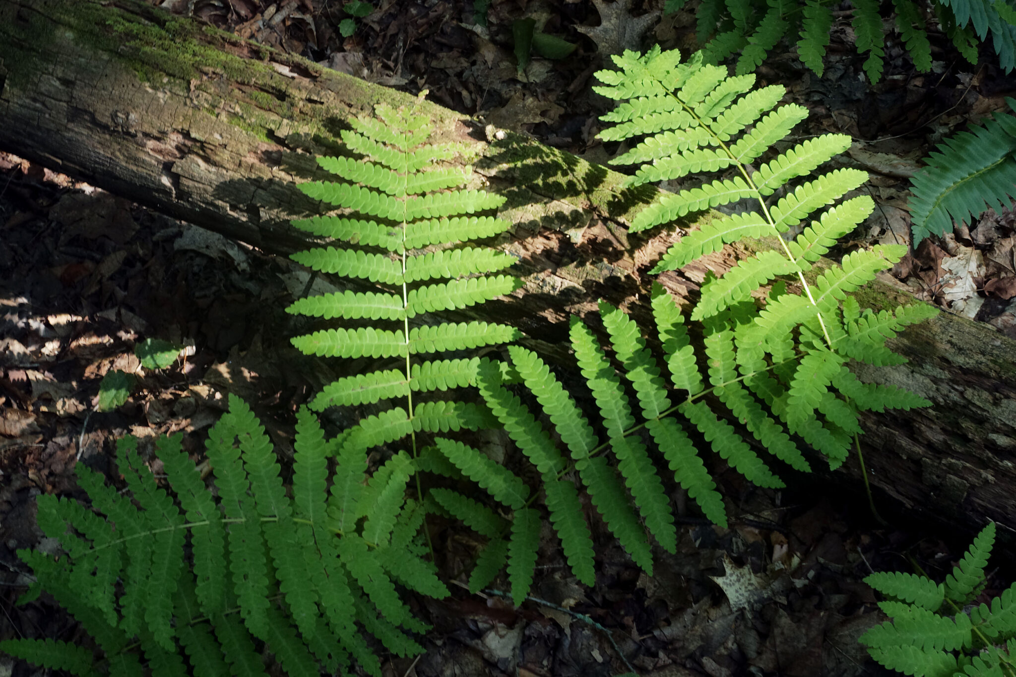 A Walk in the Woods with My Brain on Fire: Summer - Inside Climate News