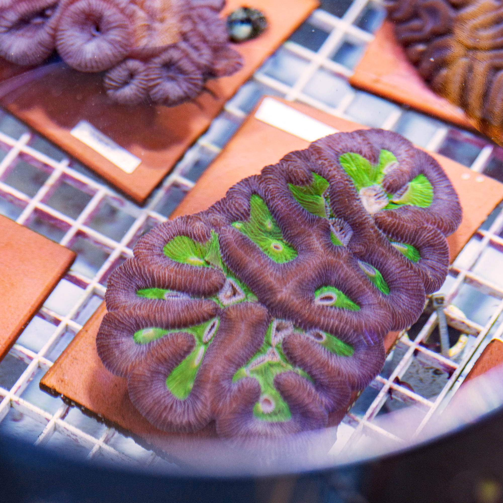 Biobanking Corals: One Woman’s Mission to Save Coral Genetics in Turks ...