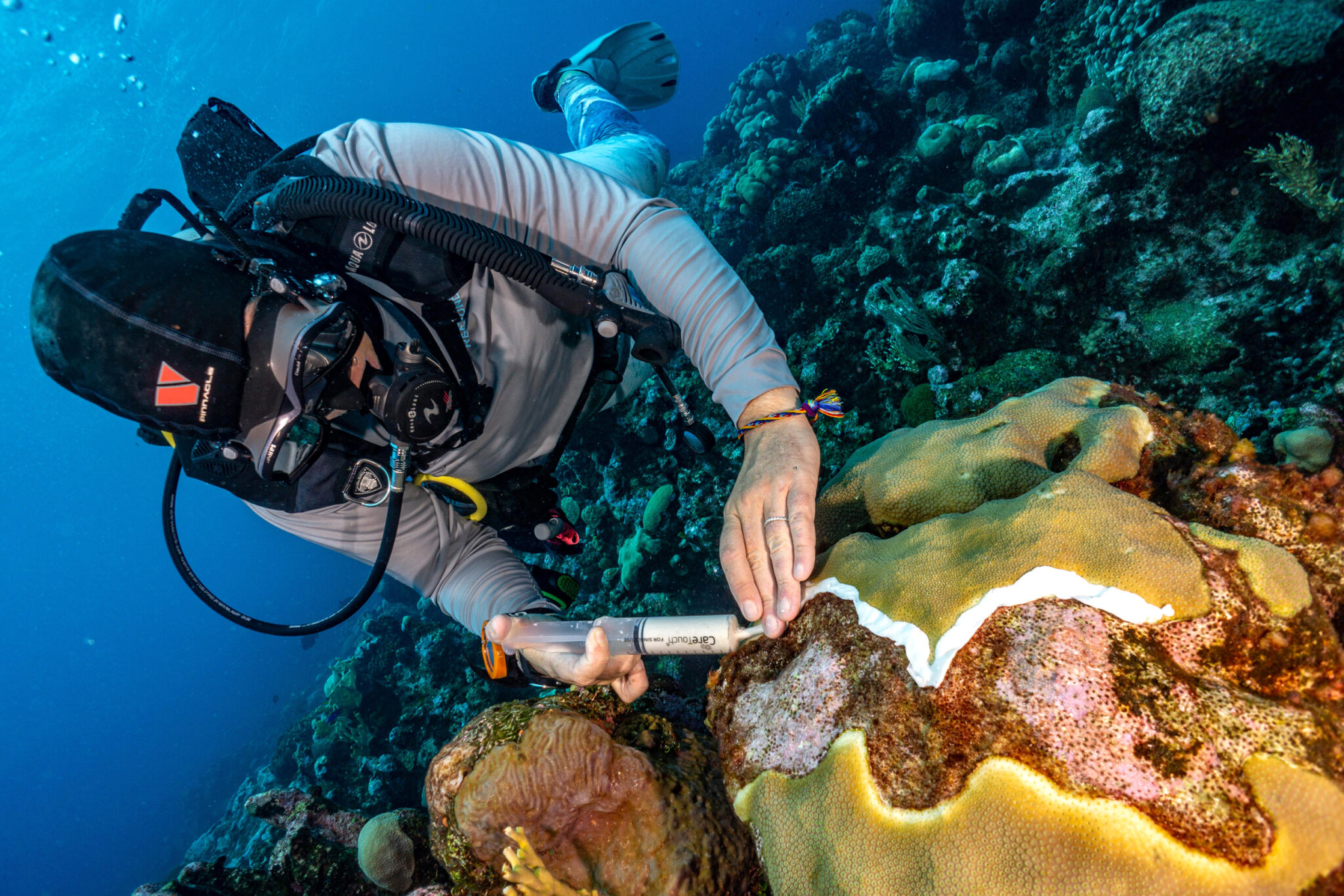 Biobanking Corals: One Woman’s Mission to Save Coral Genetics in Turks ...
