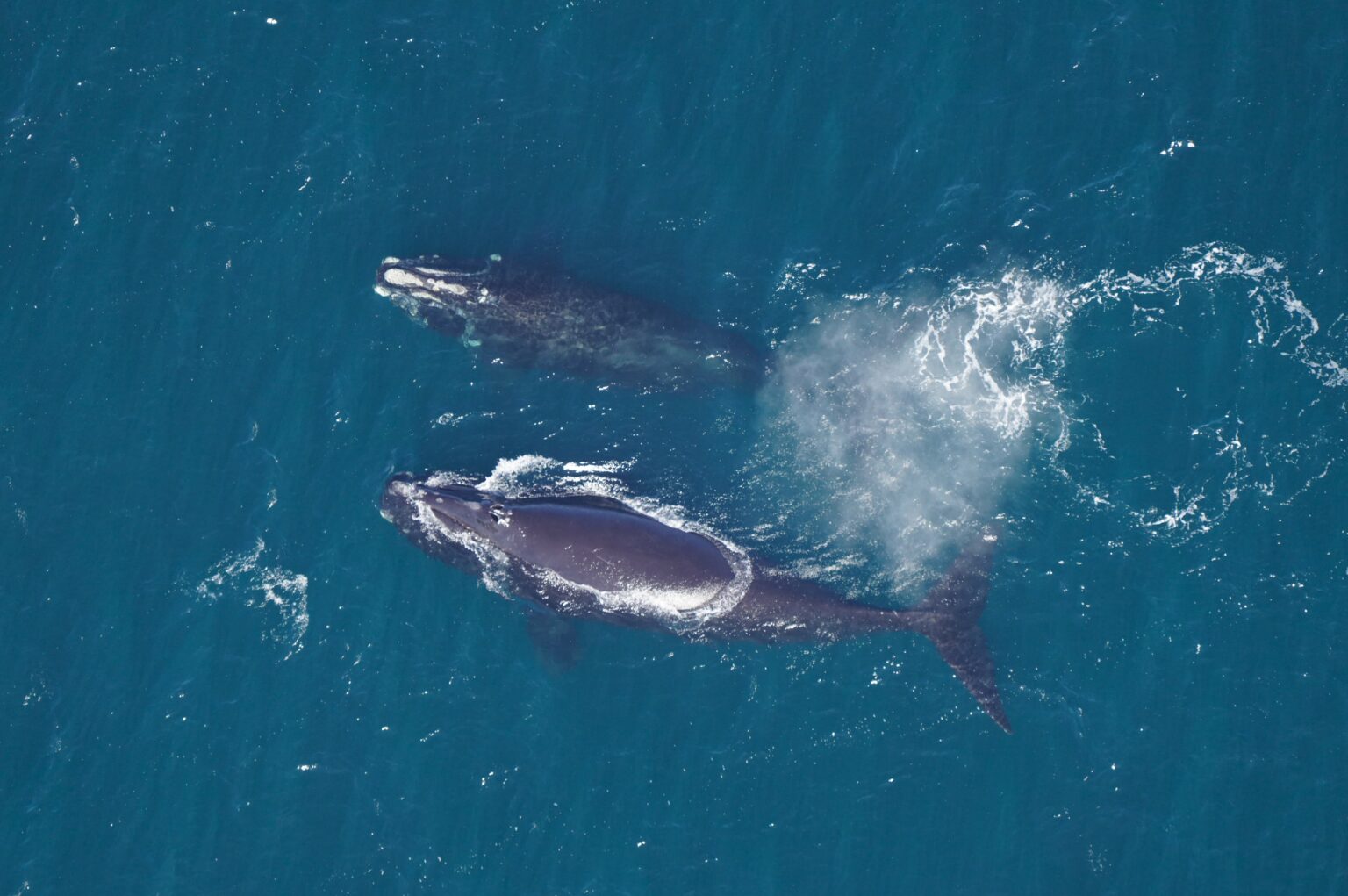 Behind the Scenes: Inside Tech Efforts to Protect Right Whales from ...