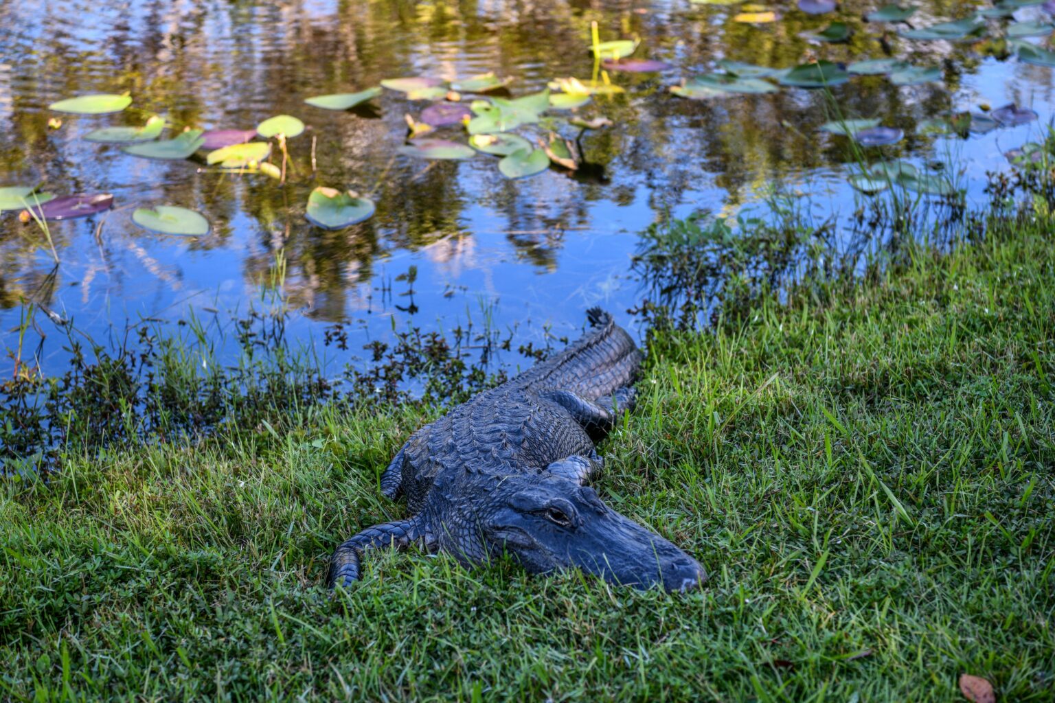 From Displacing Alligators to Stranding Manatees, How Hurricanes ...