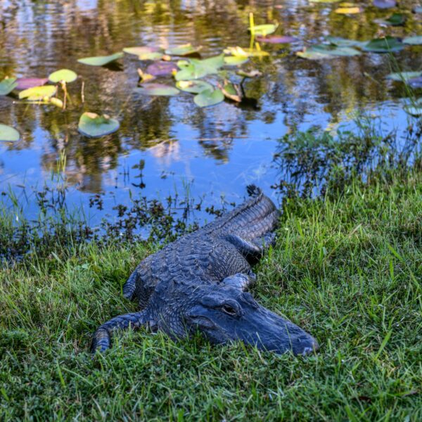 The Earth’s Colors Are Changing—and Climate Change Could Be Partially ...