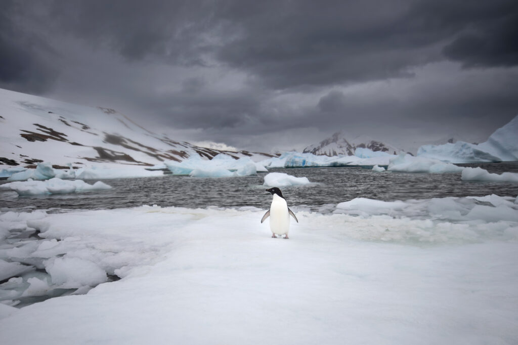 Antarctica’s Fate Will Impact the World. Is It Time to Give The Region ...
