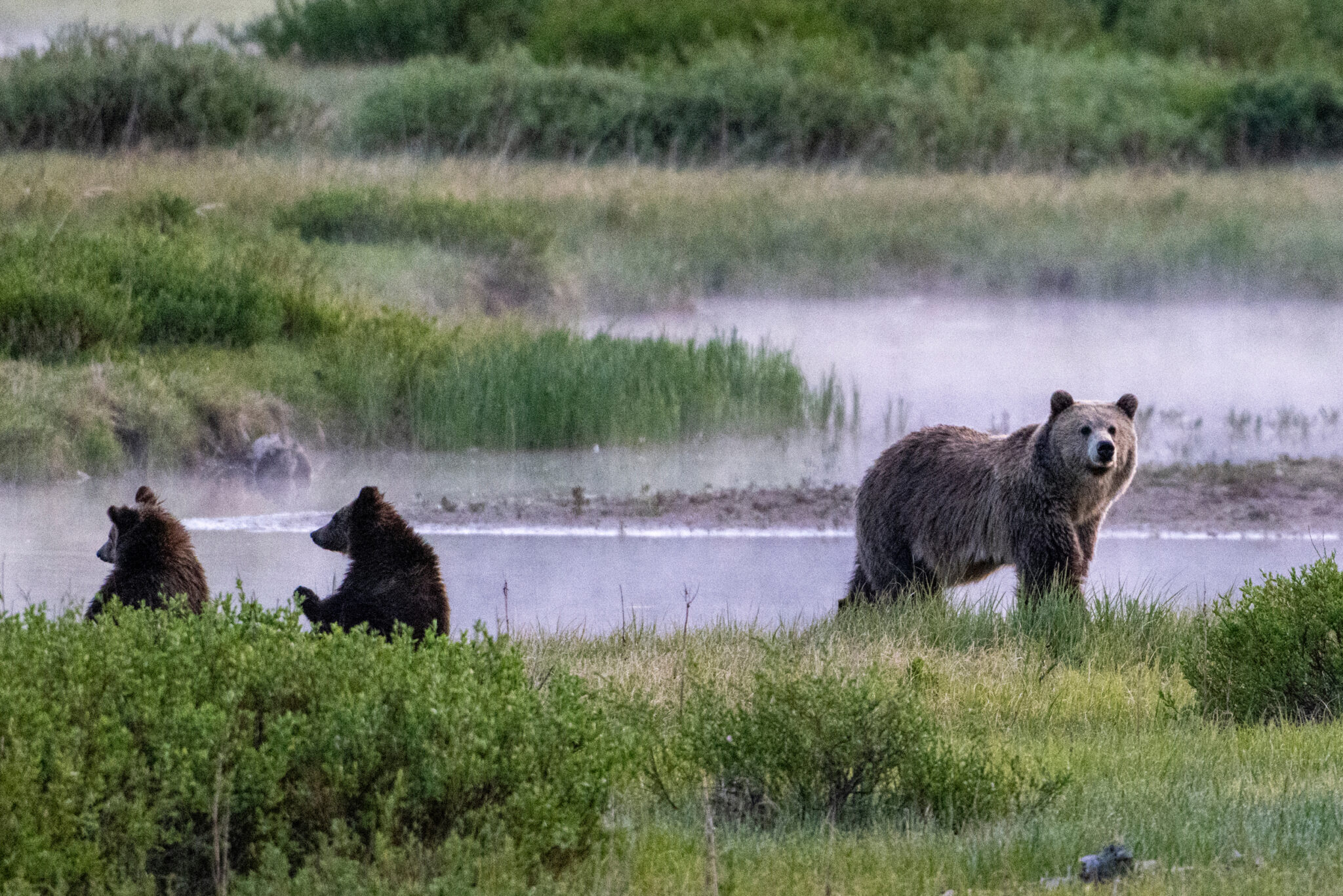 Bad News, Bears? States Take Legal Actions to End Grizzlies’ Endangered ...