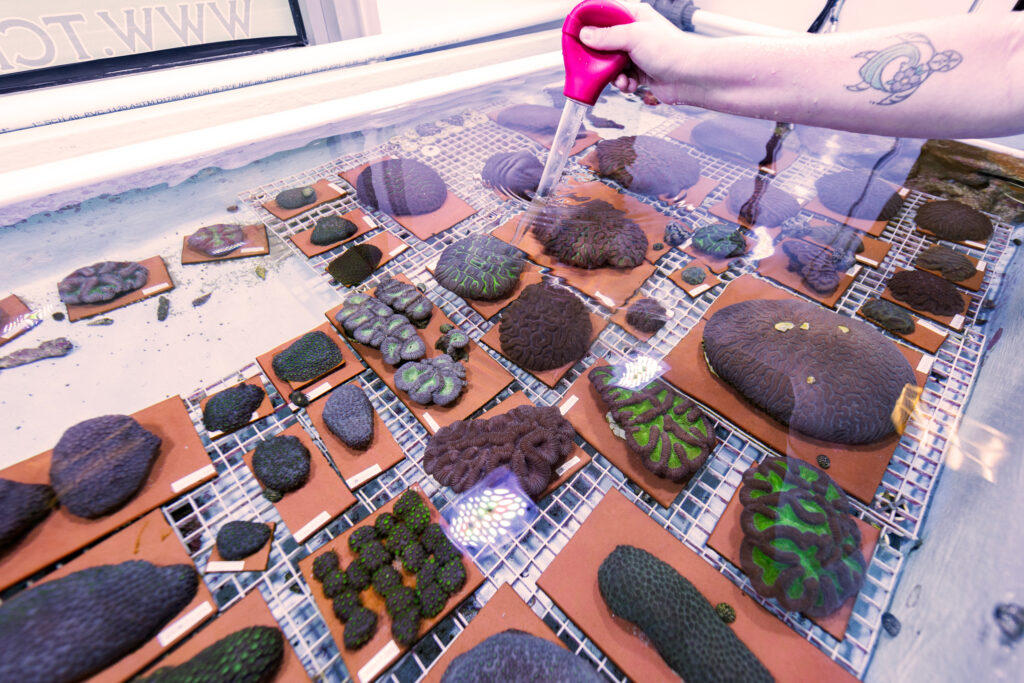 Biobanking Corals: One Woman’s Mission to Save Coral Genetics in Turks ...