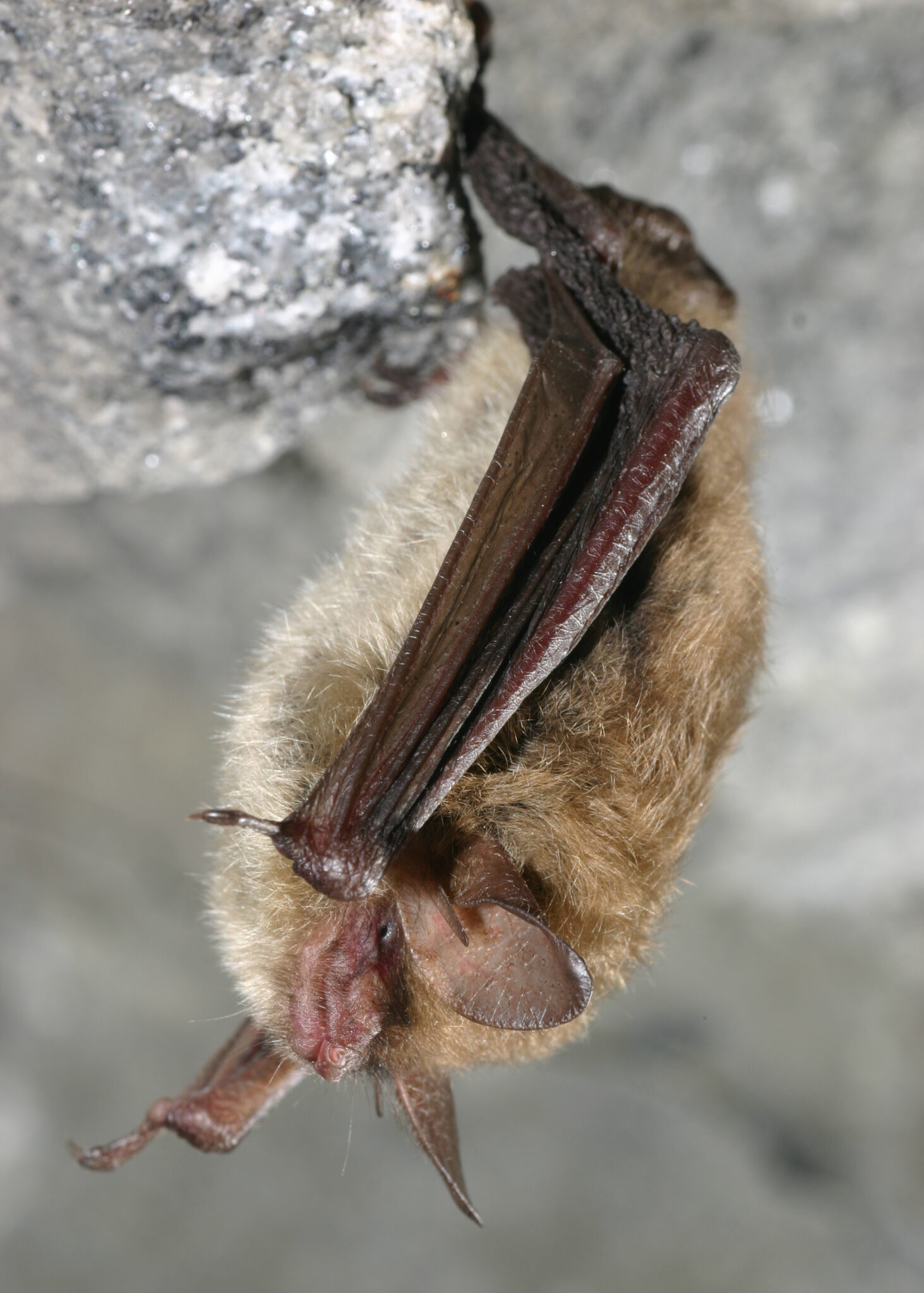 Endangered Bats Have Slowed, But Not Stopped, a Waterfront Mega ...