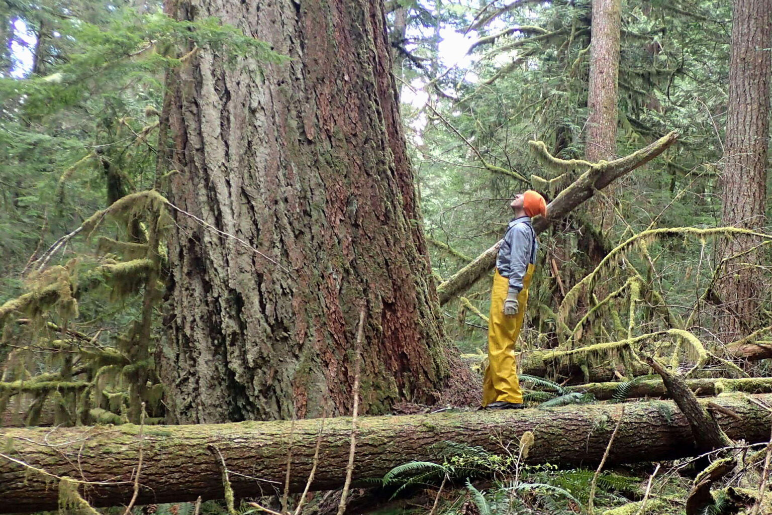 ‘Legacy’ Forests. ‘Restoration’ Logging. The New Jargon of Conservation ...