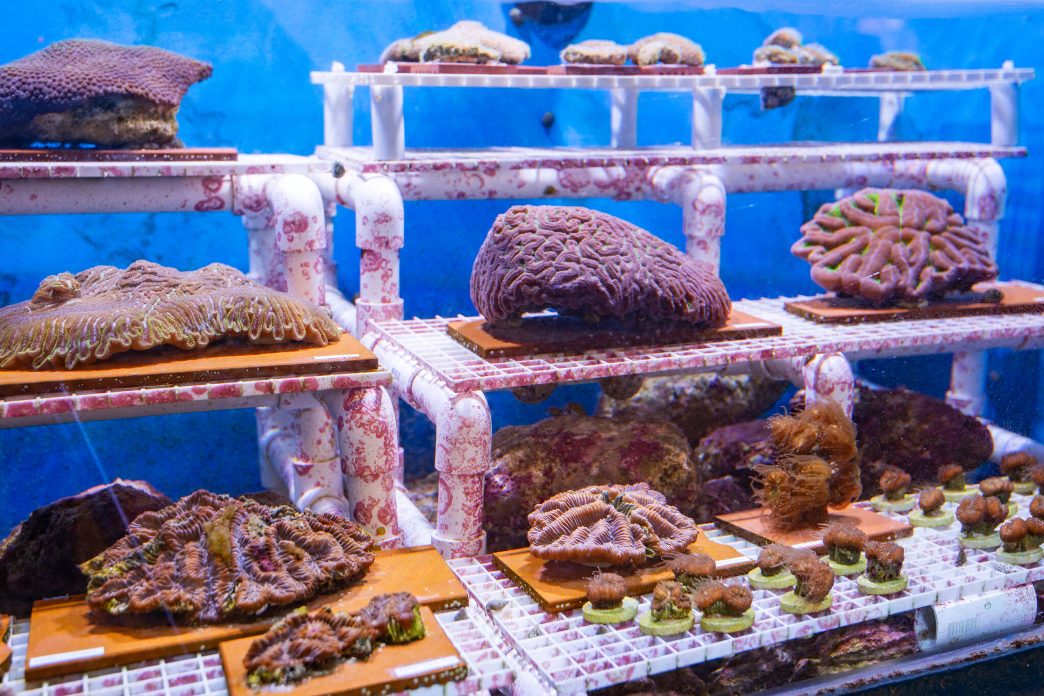 Biobanking Corals: One Woman’s Mission to Save Coral Genetics in Turks ...