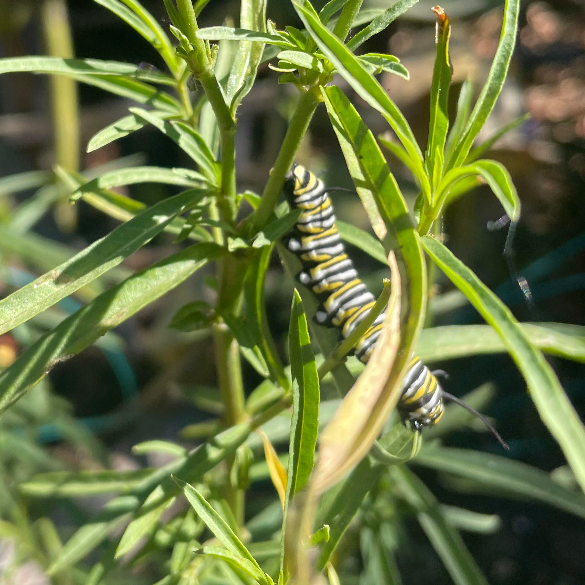Record-Breaking Heat Waves Add to Risks for Western Monarchs - Inside ...