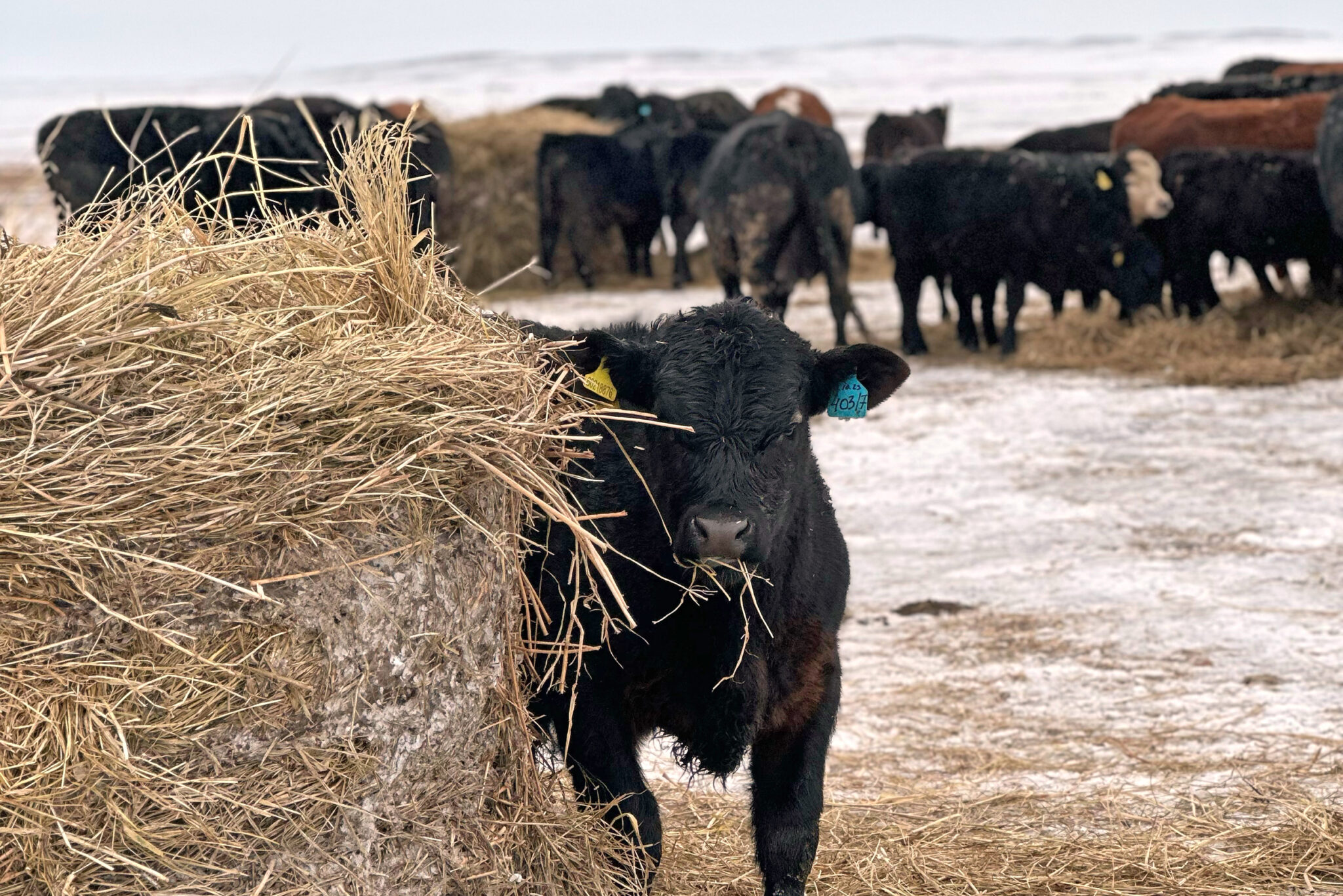 How Decades of Hard-Earned Protections and Restoration Reversed the ...
