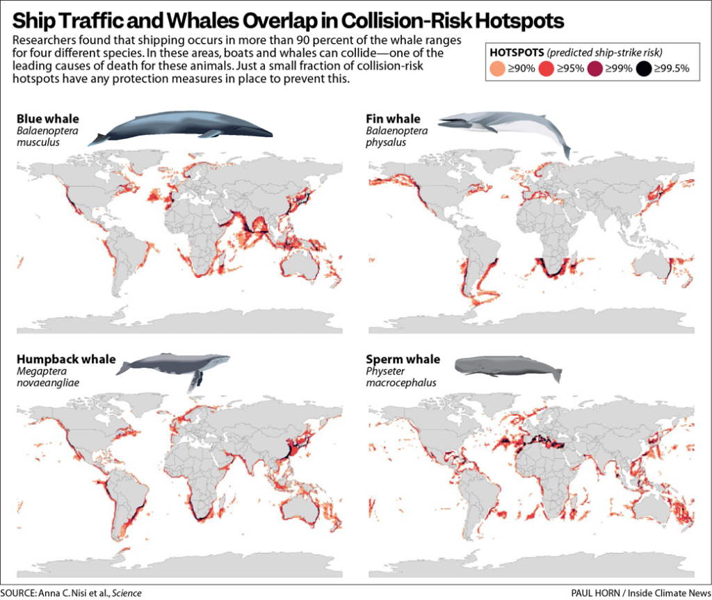 Scientists Identify Global Hotspots for Whale-Ship Collisions—and ...