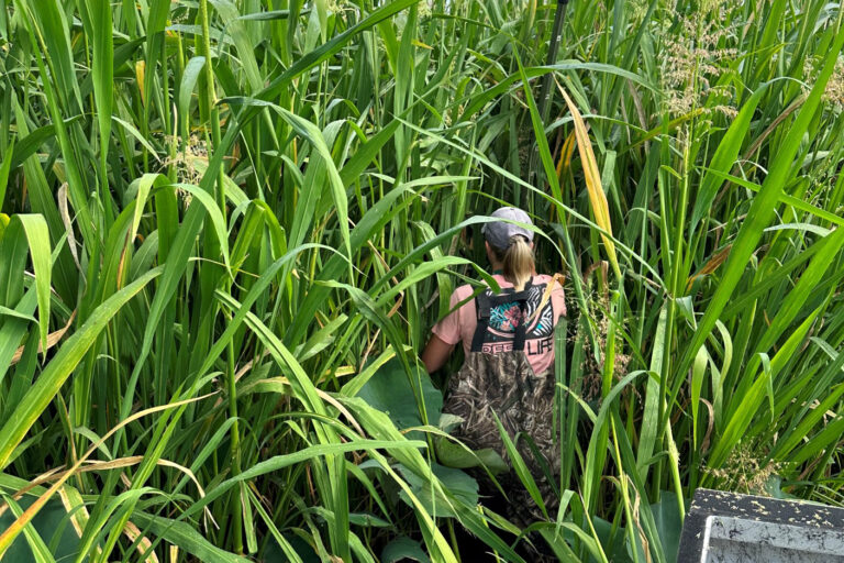Decades After It Disappeared, Wild Rice Is Booming Again on the Upper ...