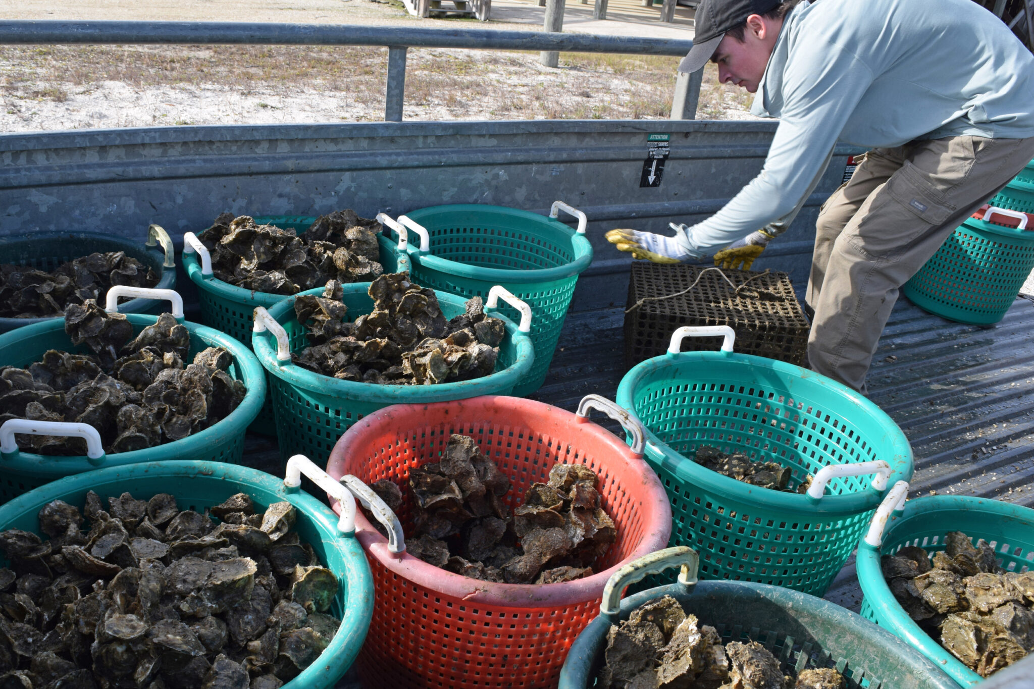 In Mobile Bay, the Oysters’ Tale of Woe - Inside Climate News