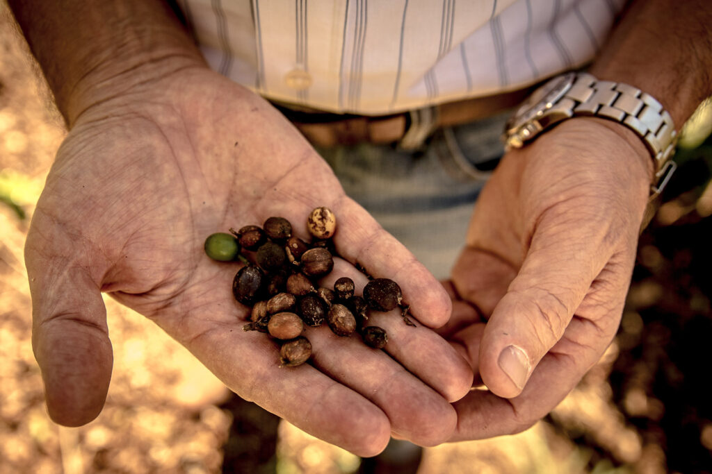 Droughts in Brazil and Vietnam Are Driving up Global Coffee Prices ...