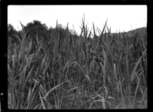 Decades After It Disappeared, Wild Rice Is Booming Again on the Upper ...