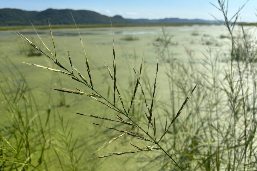 Decades After It Disappeared, Wild Rice Is Booming Again on the Upper ...