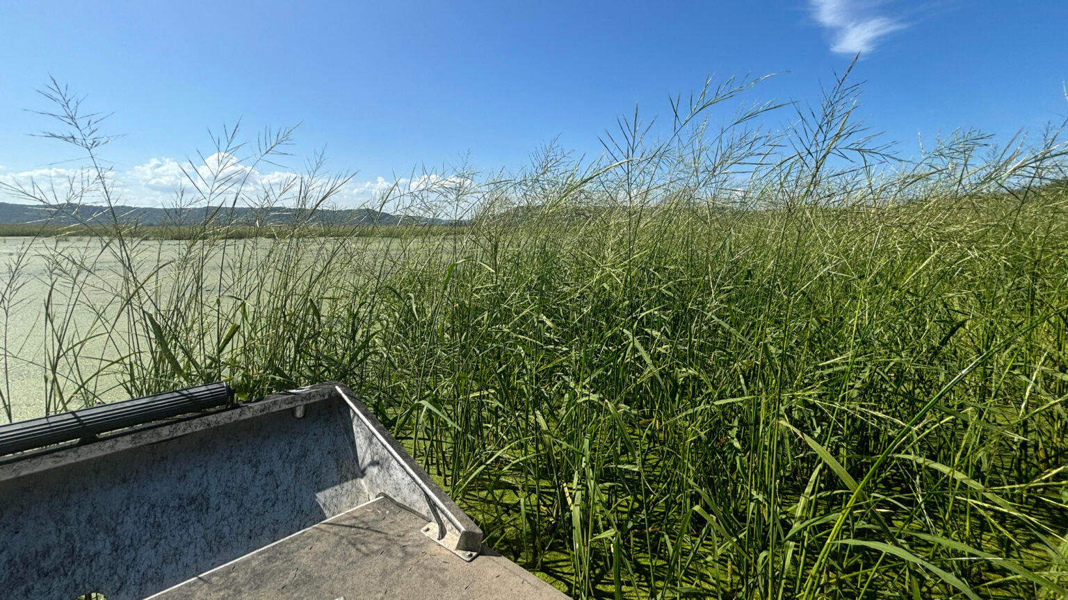 Decades After It Disappeared, Wild Rice Is Booming Again on the Upper ...
