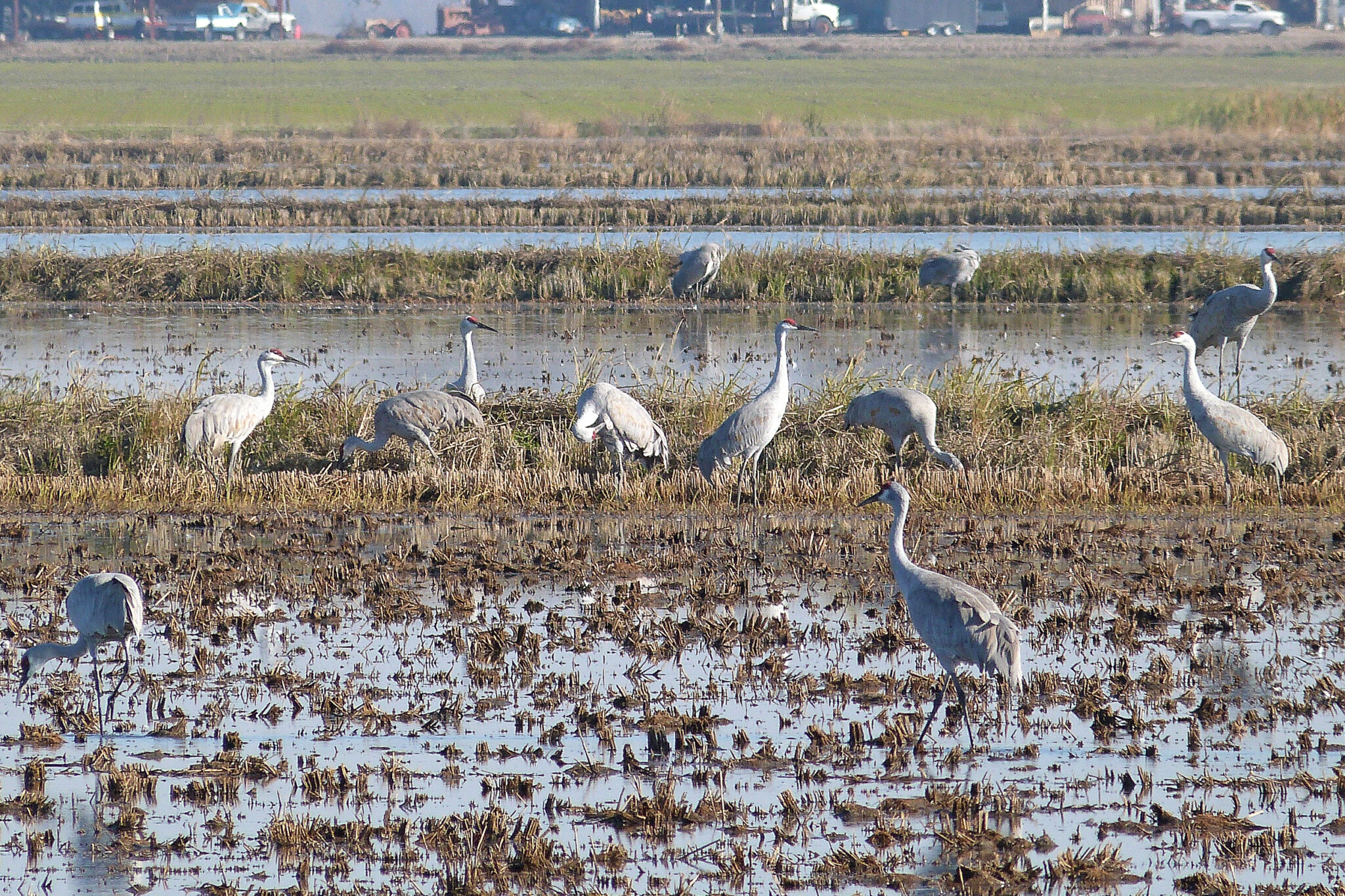 California Rice Fields Offer Threatened Migratory Waterbirds a Lifeline ...