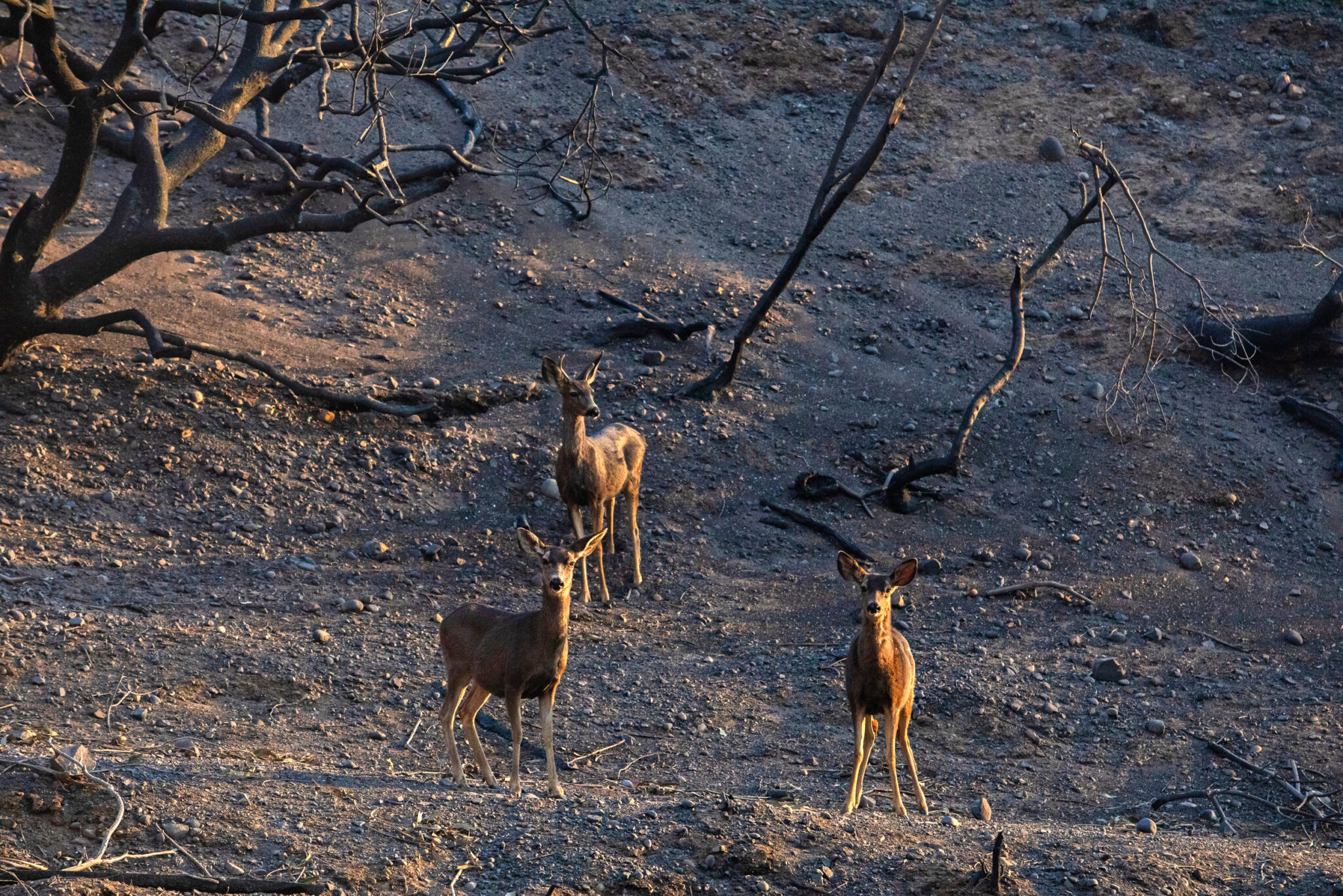 Are Southern California Fires Outpacing Wildlife’s Ability to Adapt ...
