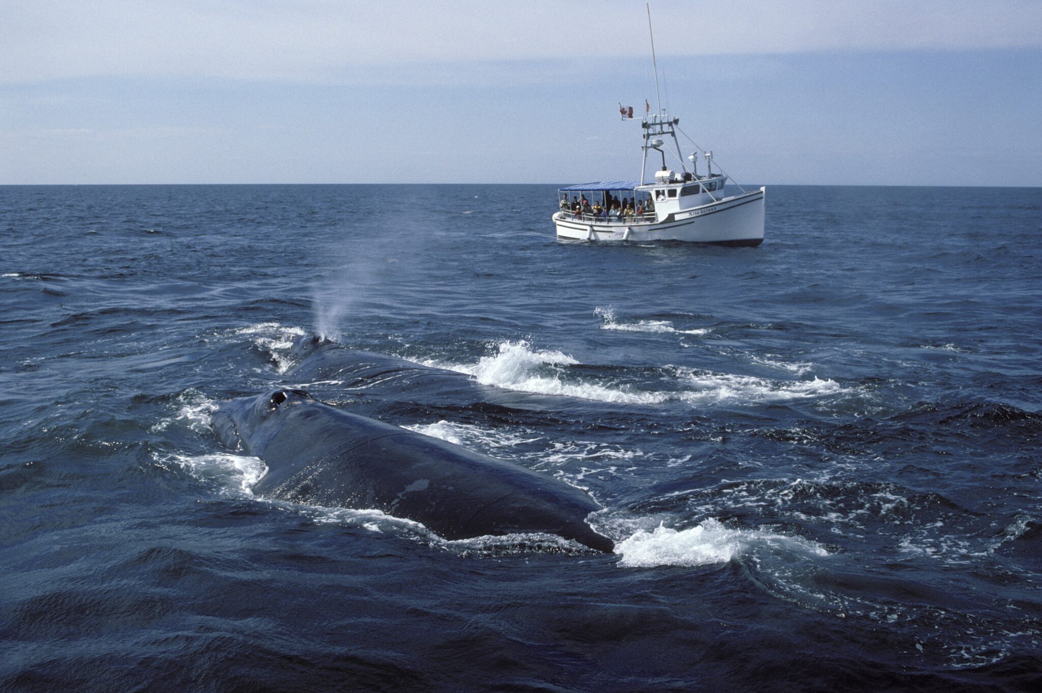 NOAA Withdraws Proposal to Expand Speed Limit Zones for Endangered ...