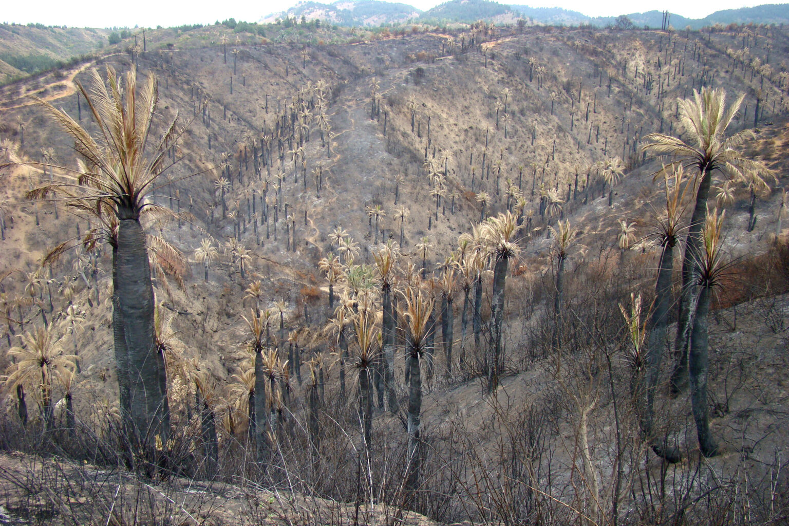 In Chile, a Declining Forest Worries Scientists - Inside Climate News