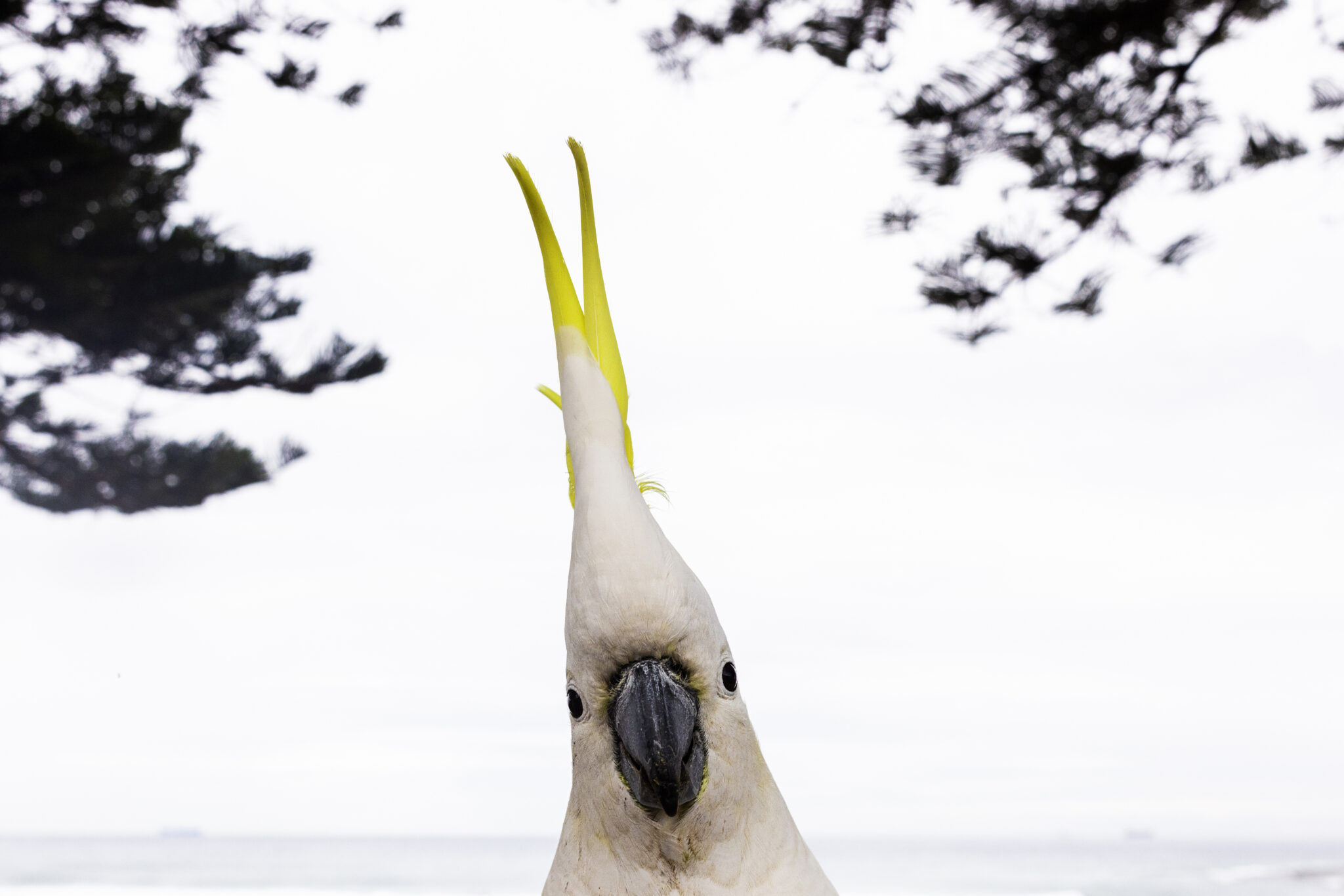 Birds That Live Long and Slow May Be More Vulnerable to Climate Change ...