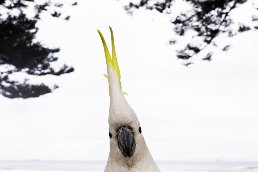 Birds That Live Long and Slow May Be More Vulnerable to Climate Change ...