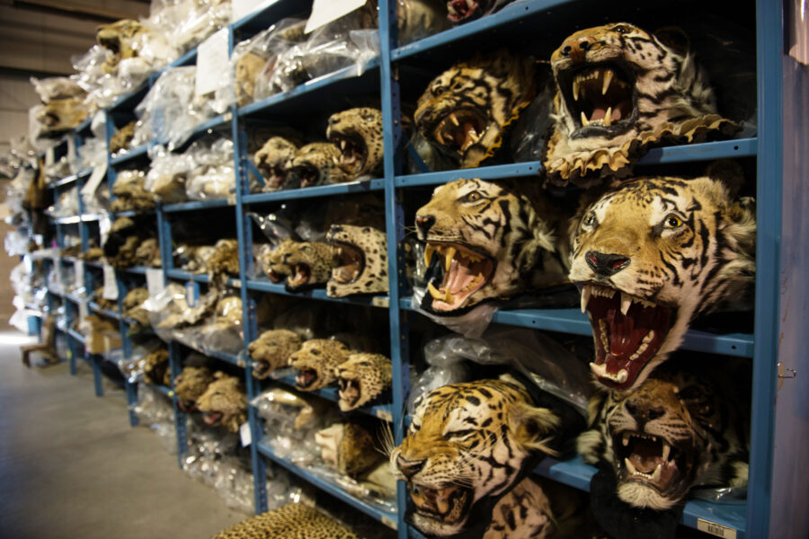 As Climate Changes Fuels Animal Movement, Will These Structures Still ...