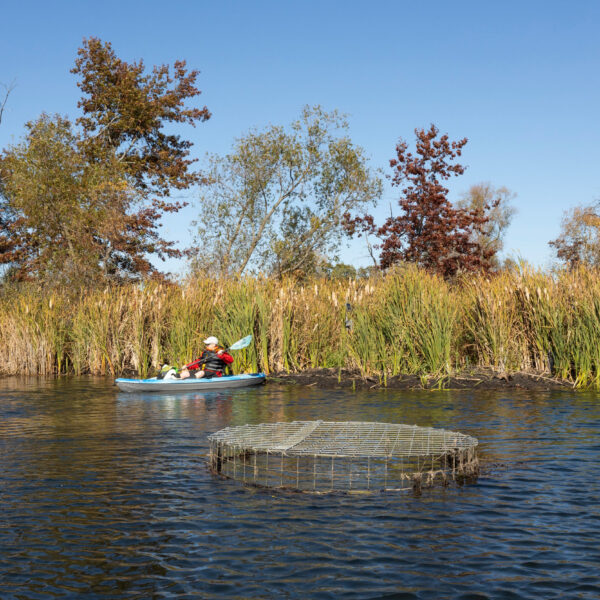 Researchers Use AI to Predict Beavers’ Impact on Local Habitats—and ...