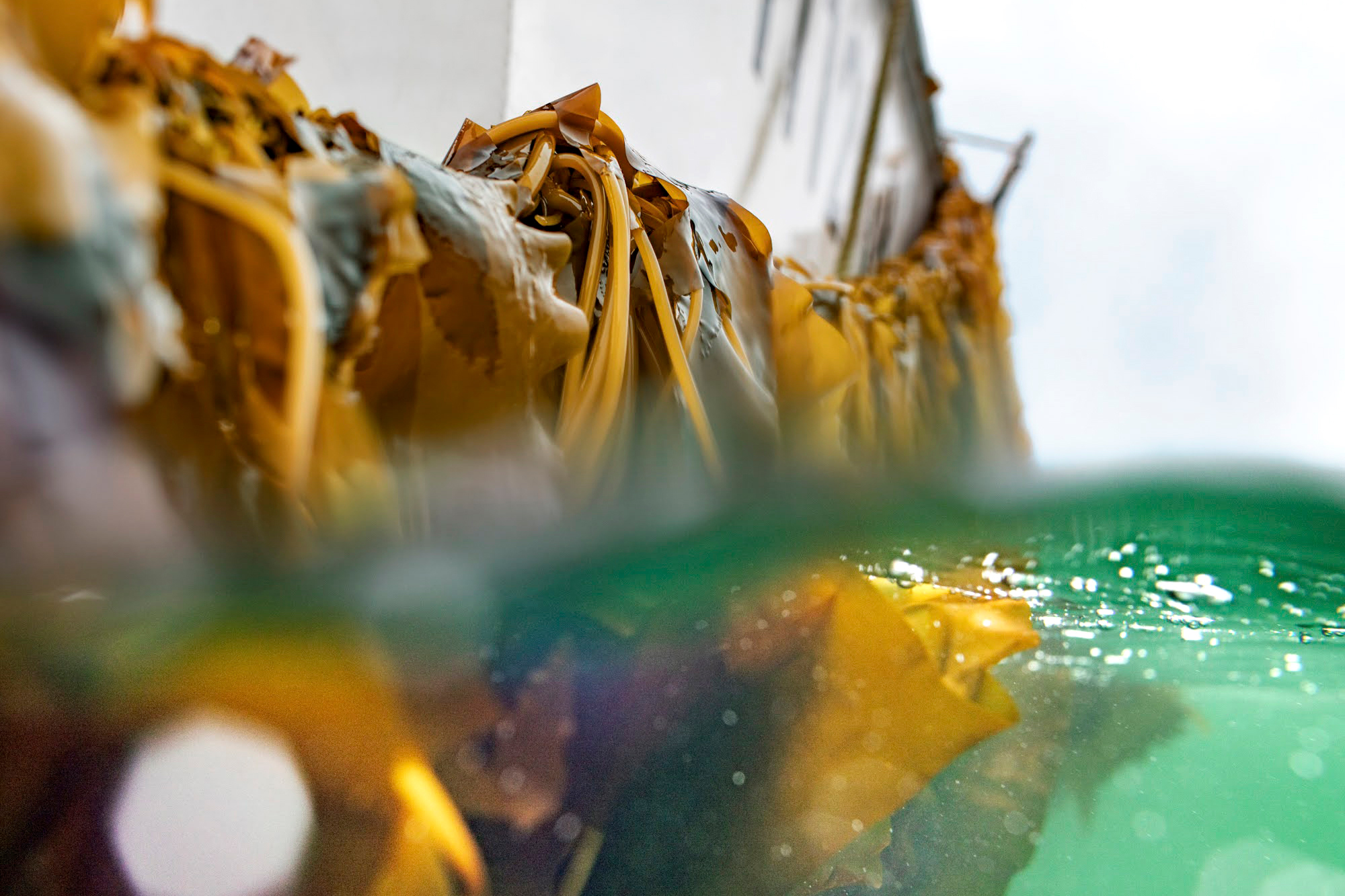 Feeding Cows Seaweed Could Cut Methane Emissions and Diversify Maine’s ...