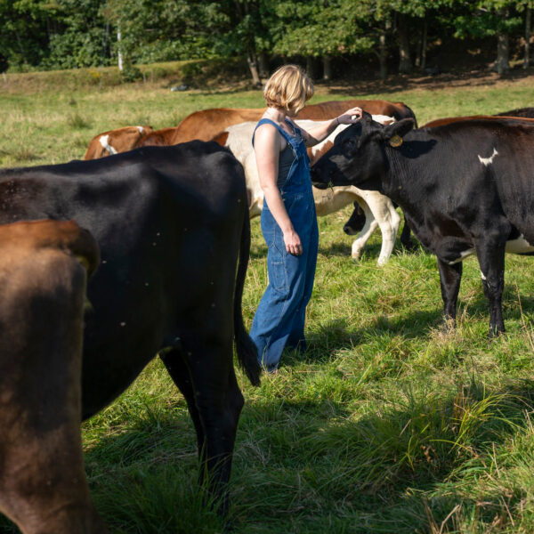 A Byproduct of Manure Runoff Is Polluting Drinking Water in Thousands ...