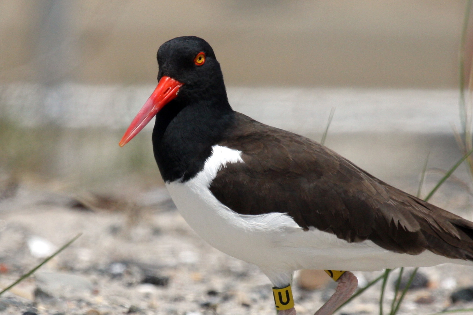 Oystercatcher Recovery Campaign Offers a Rare Success Story about Shorebird Conservation ...