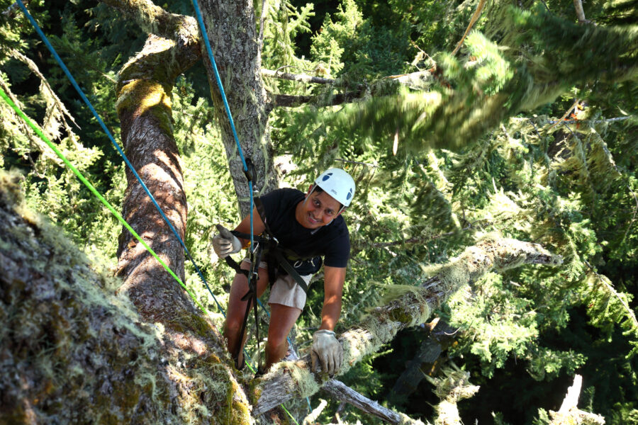 Portland’s Urban Tree Plans May Face a Withering in Federal Funds ...