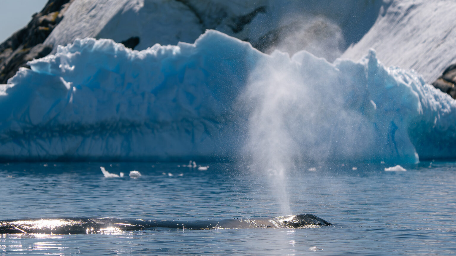 Listening for Whale Sounds 1,000 feet Deep in the Antarctic Ocean ...