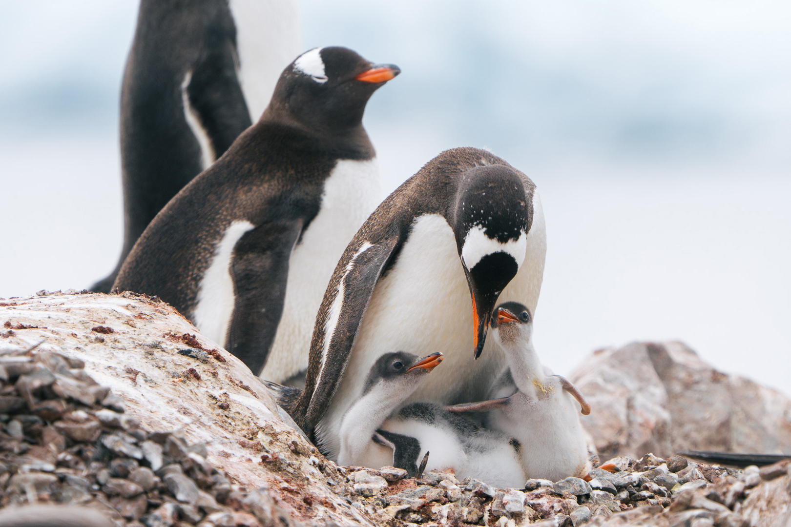 Listening for Whale Sounds 1,000 feet Deep in the Antarctic Ocean ...